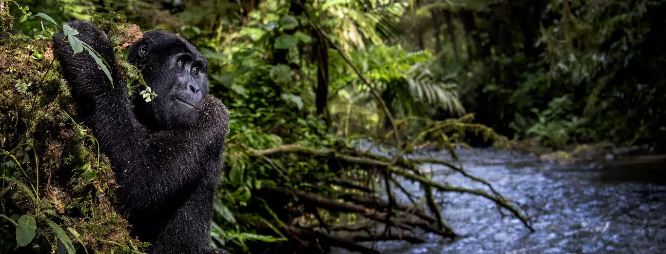 Die gorilla probeer om 'n rivier oor te steek en ander treffende dierefoto's wen die 2021 PA2F-omgewingsfotografie-toekenning