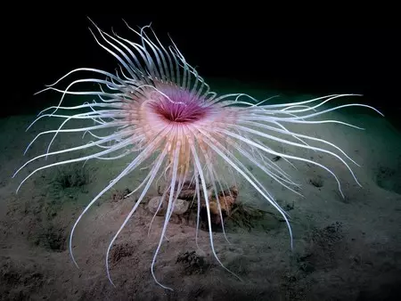 Spectaculaire onderwaterfoto's bij de 'British Society of Underwater Photographers Awards 2014' 20053_7