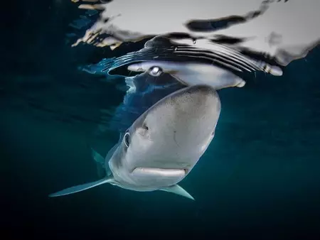 Spectaculaire onderwaterfoto's bij de 'British Society of Underwater Photographers Awards 2014' 20053_9