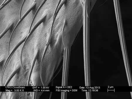 Невероятные изображения обычных предметов, сделанные с помощью сканирующего микроскопа 20083_19