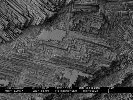 Imaxes incribles de obxectos comúns feitas cun microscopio de varrido 20083_23