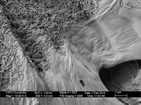 تصاویر باورنکردنی از اجسام رایج که با میکروسکوپ روبشی ساخته شده اند 20083_25
