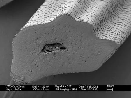 Imaxes incribles de obxectos comúns feitas cun microscopio de varrido 20083_28