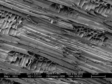 Сканерлеуші микроскоппен жасалған жалпы объектілердің керемет суреттері 20083_29
