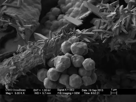 Невероятные изображения обычных предметов, сделанные с помощью сканирующего микроскопа 20083_31