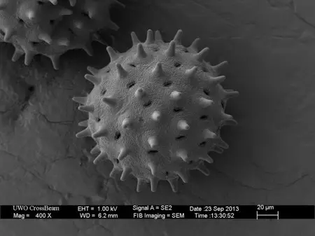 تصاویر باورنکردنی از اجسام رایج که با میکروسکوپ روبشی ساخته شده اند 20083_32