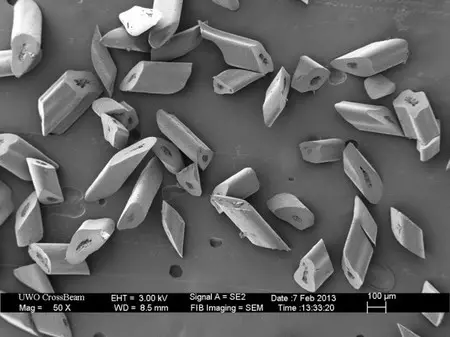 Сканерлеуші микроскоппен жасалған жалпы объектілердің керемет суреттері 20083_33