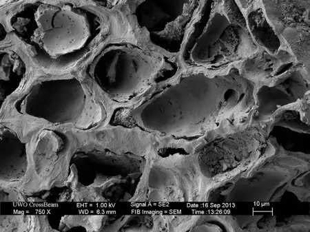 Сканерлеуші микроскоппен жасалған жалпы объектілердің керемет суреттері 20083_34