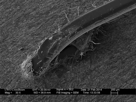 تصاویر باورنکردنی از اجسام رایج که با میکروسکوپ روبشی ساخته شده اند 20083_36
