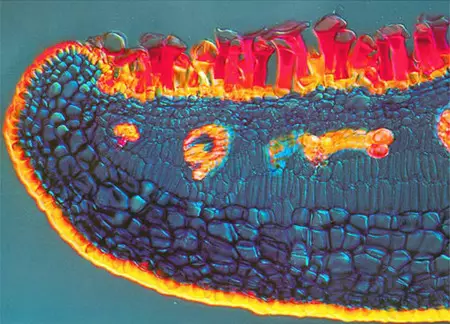 17 Yakanakisa Nikon Mubairo Unohwina Mifananidzo yePhotomicroscopy 20095_30