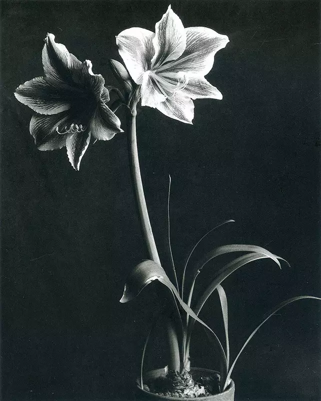 Imogene Cunningham