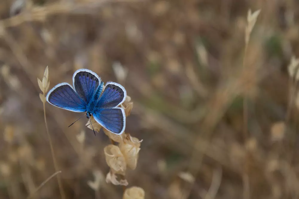 Jak vytvořit efekt rozostření bokeh ve čtyřech krocích 08