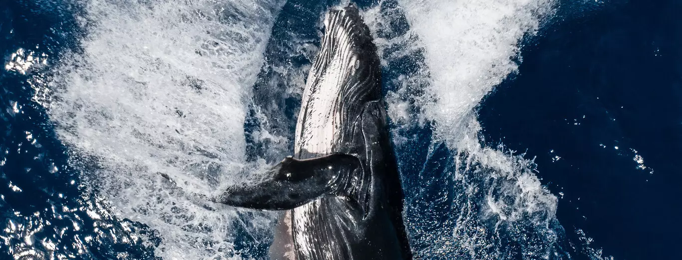 Ang paglukso sa usa ka humpback whale mao ang labing maayo nga litrato nga nakuha gamit ang usa ka drone sumala sa 'SkyPixel 6th Aerial Photo & Video Contest'