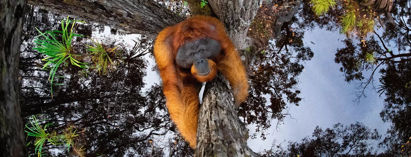 Ezi nkwenkwezi zisemngciphekweni we-Bornean orangutan kwifoto ephumeleleyo kukhuphiswano lweeMbasa zezeMfoto zeNdalo ngo-2020