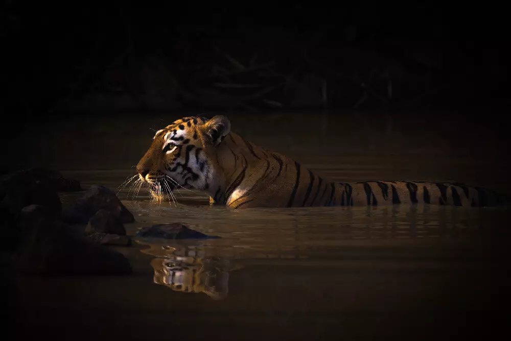 Gold C Nick Dale Bengal Tiger Wit Catchlight In Water Hole