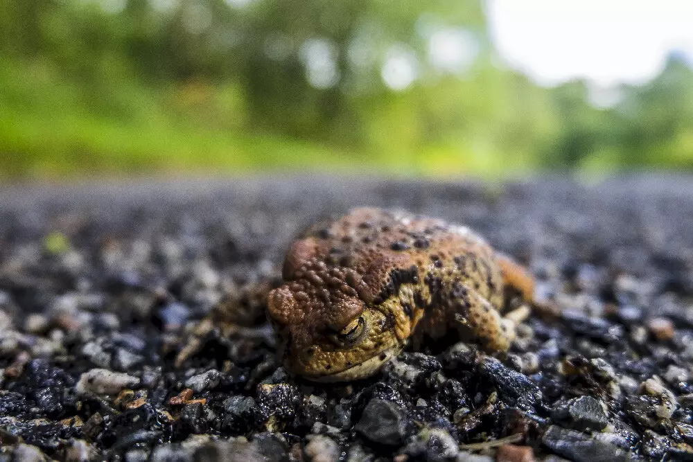 Zilver C Graham Moon Toad In The Road