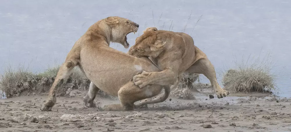 Gold C Patrick Nowotny Lion Fight