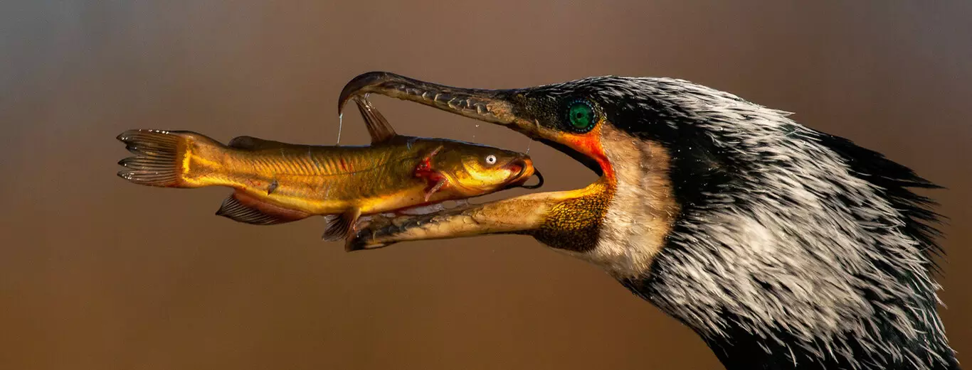 Le 'aiga o le taeao o se cormorant ma isi ata fa'ai'uga mata'ina o le tauvaga a Bird Photographer of the Year 2021.