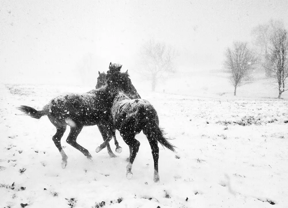 Alessandra Manzotti Horse Play Black White Iphone5c Itaalia