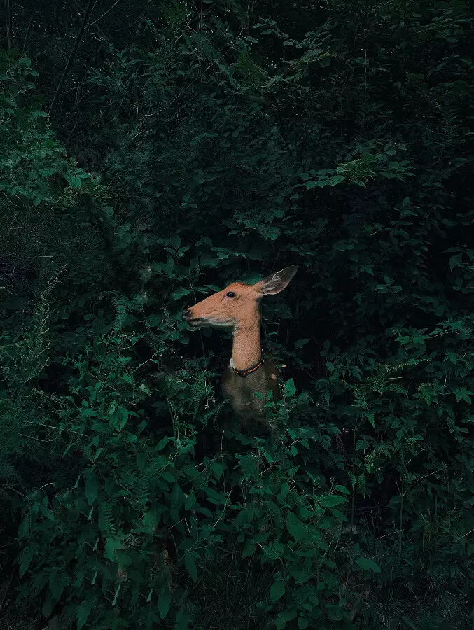 जियान कुइ हिरण जंगलमा लुकेको प्रकृति वन्यजन्तु Iphonexr चीन