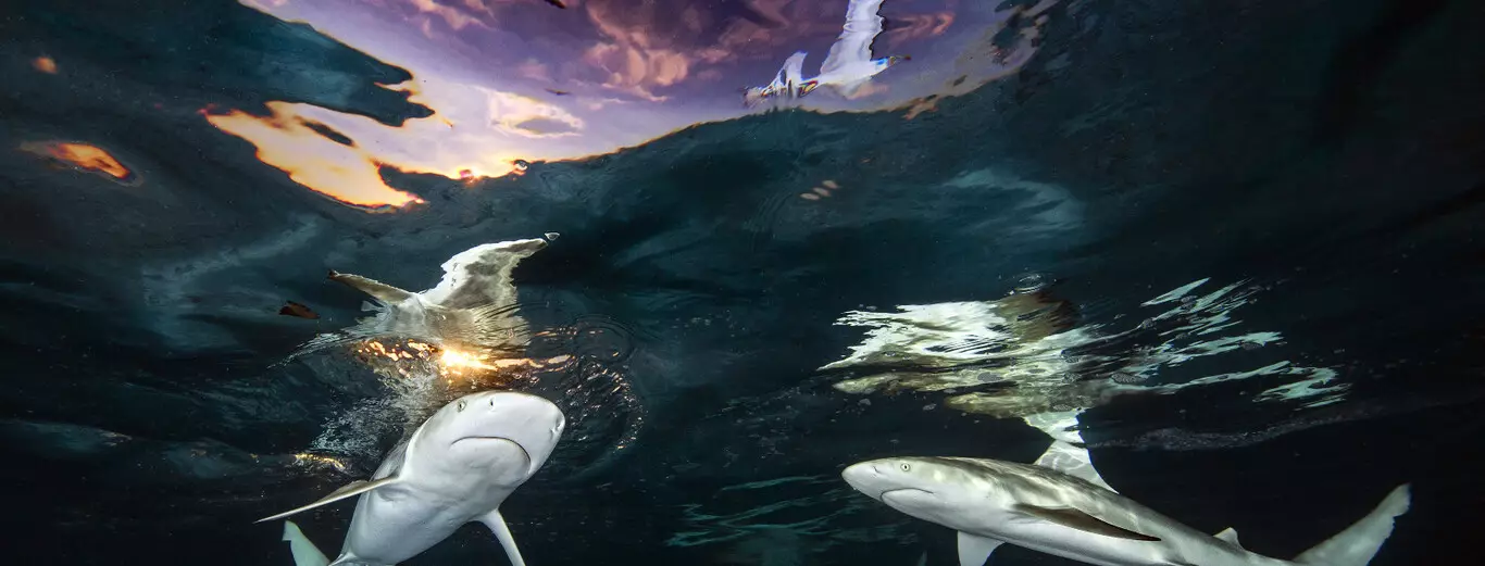 Cette "danse" des requins et des mouettes au coucher du soleil est l'image gagnante du concours de photo sous-marine Photographe sous-marin de l'année 2021