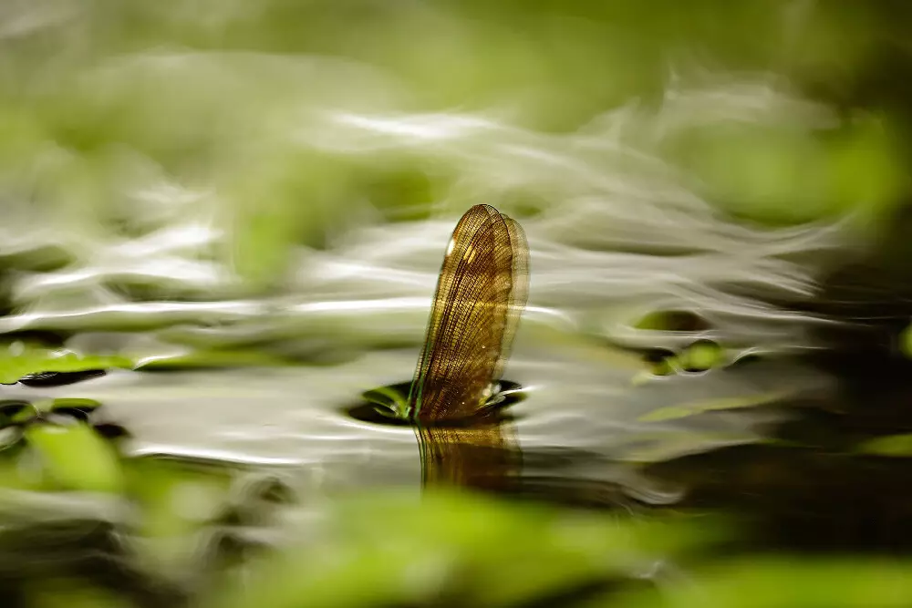 Npoty Photo Contest 2020 Een nieuwe onderdompeling Ruben Perez Novo Eervolle vermelding C3 Andere dieren