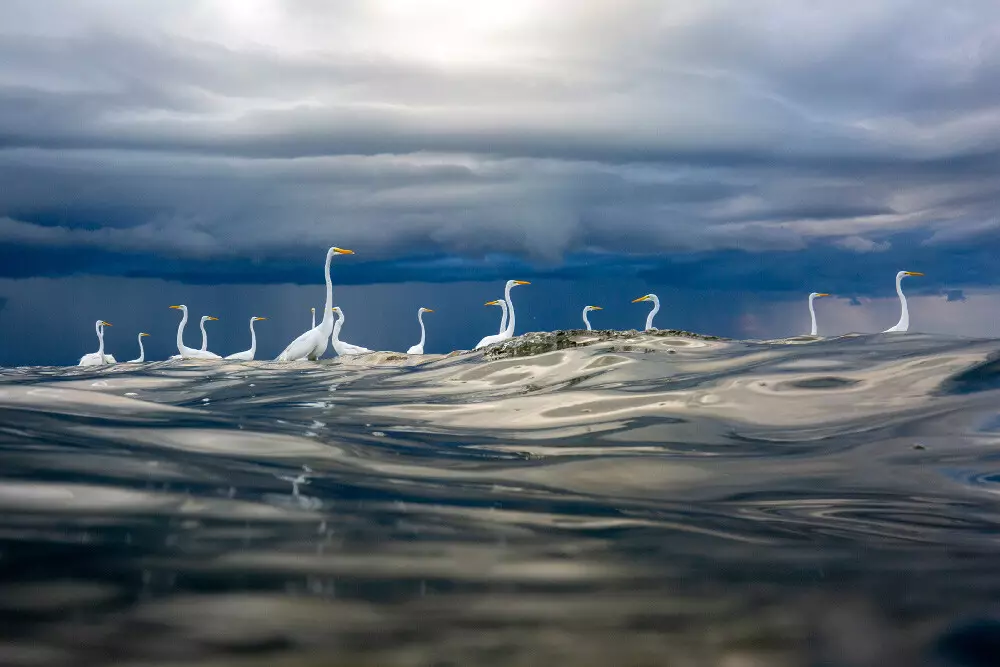 Npoty Photo Contest 2020 Storm Brewing Oscar Diez C1 qushlari maqtovga sazovor