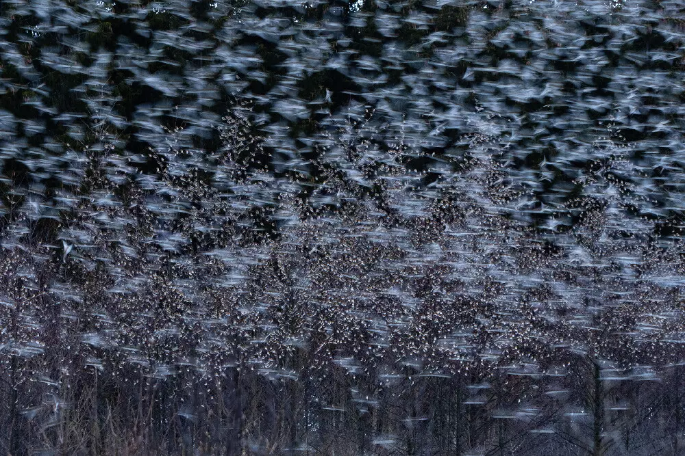 Asọmpi Foto Npoty 2020 Brambling Togetherness Andreas Geh Onye Mmeri C1 Nnụnụ