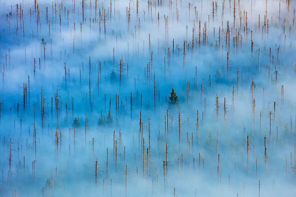 مسابقه عکس Npoty 2020 Dead Forest Radomir Jakubowski برنده C4 Plants and Fungi