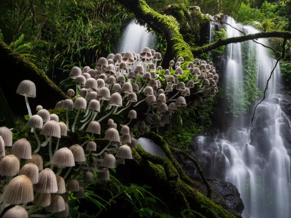 Npoty Photo Contest 2020 Enchanted Forest Kevin De Vree, які заняў другое месца ў C4 Plants And Fungi