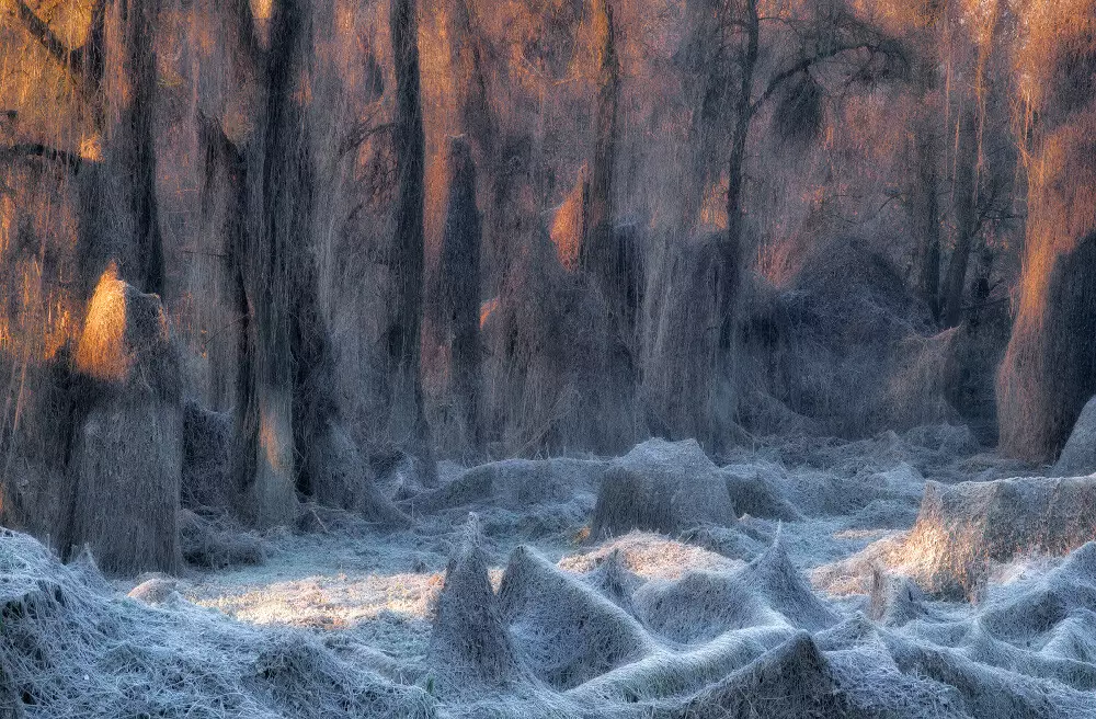 Kontes Foto Npoty 2020 Pemenang Il Bosco Incantato Stanislao Basileo C5 Landscapes