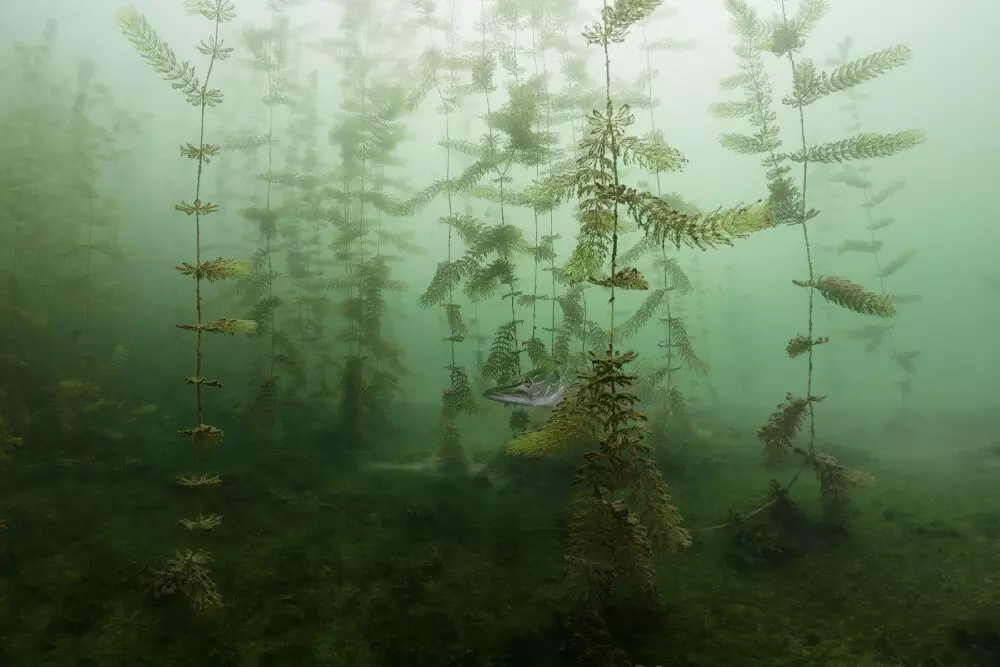 Concurs foto Npoty 2020 În ascunzătoare Milos Prelevic Câștigător C6 Underwater