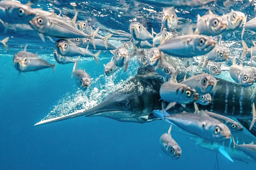 Npoty 摄影大赛 2020 条纹猎人 Karim Iliya 亚军 C6 Underwater