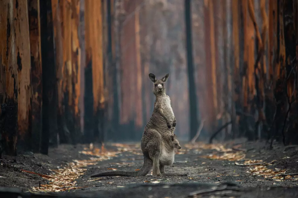 Npoty फोटो स्पर्धा 2020 Hope In A Burned Forest Joanne Mcarthur विजेता C8 Man and Nature