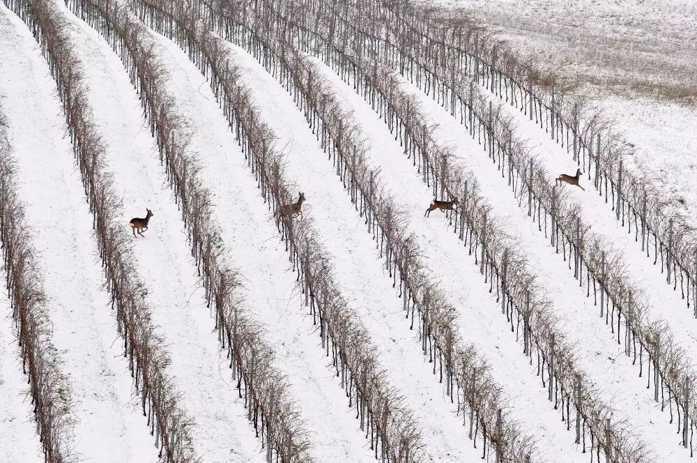 Npoty Photo Contest 2020 Vigneti Stanislao Basileo Runner C8 Inson va Tabiat