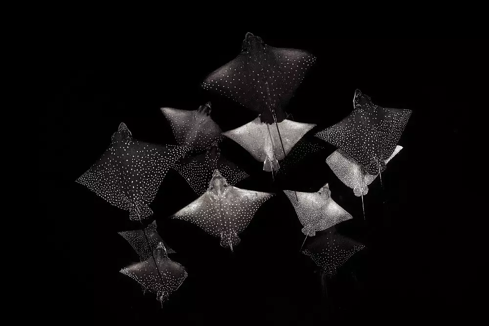 Kontes Foto Npoty 2020 Constellation Of Eagle Rays Pemenang Henley Spiers C9 Hitam Putih