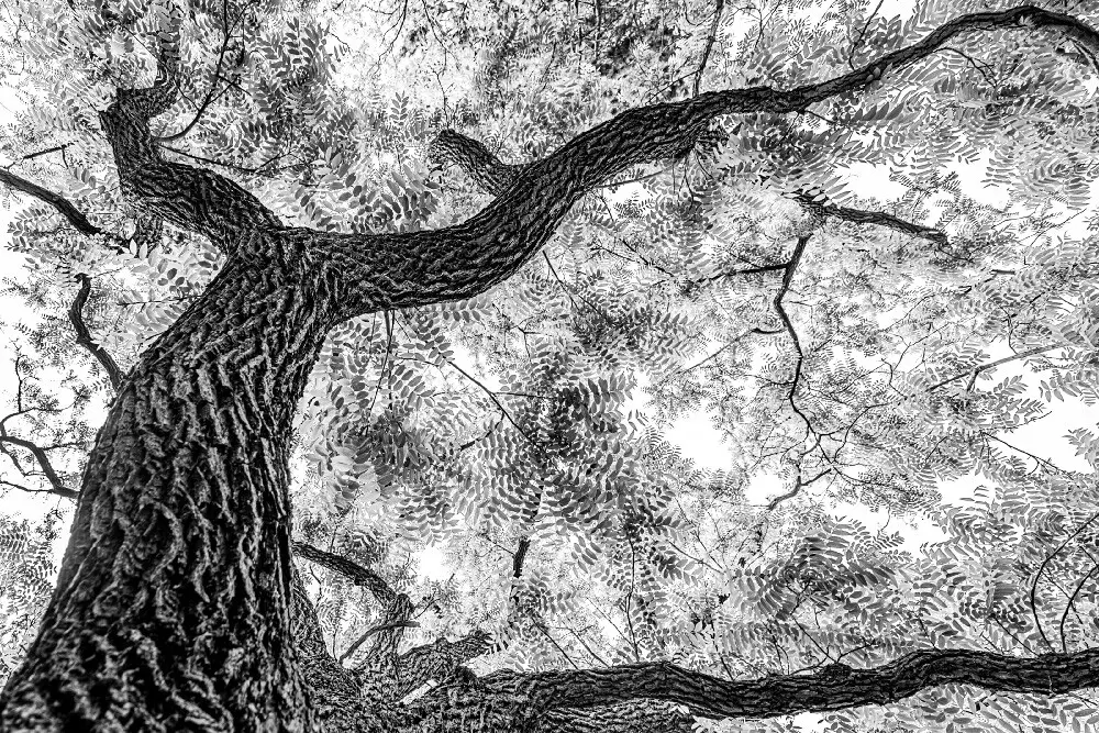 Npoty Photo Contest 2020 Black Walnut Franka Slothouber Runner Up C9 Black And White