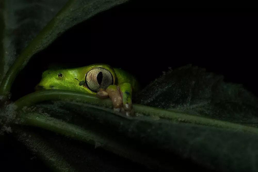 Npoty Photo Contest 2020 Kuv Tau Txais Adriana Sanz Tus Yeej C10 Tsiaj Portraits Jpg