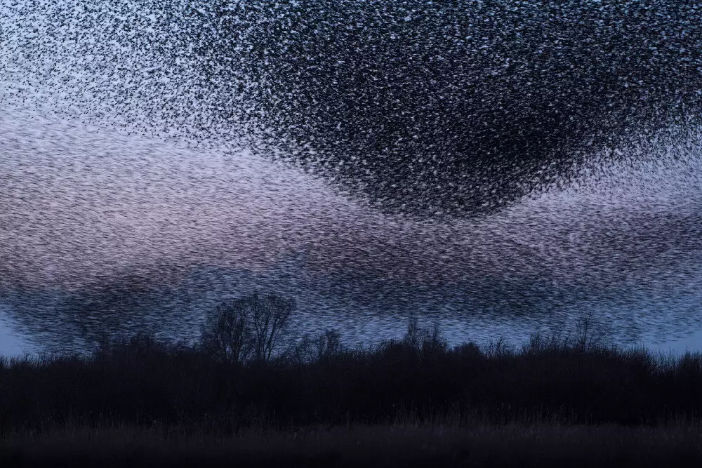 Concours photo Npoty 2020 Starling Apocalypse Bart Siebelink Gagnant C11 Lage Landen