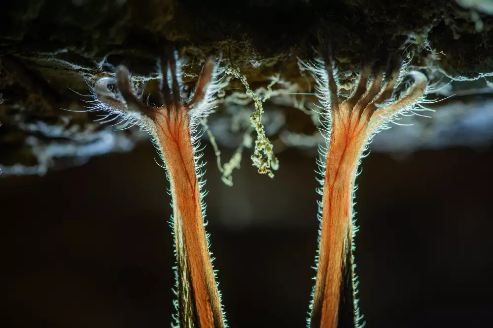 Concurs foto Npoty 2020 Detalii mici Lili Sztreharszki Câștigător C12 Tineret