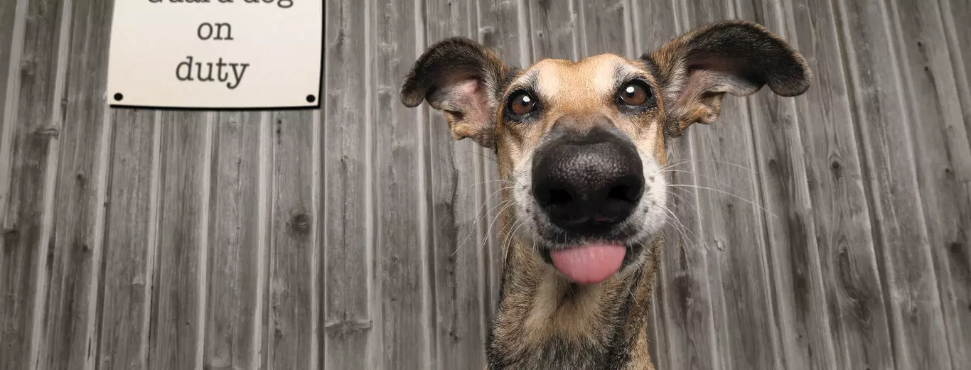Greyhound Spanyol anu ramah ieu mangrupikeun protagonis poto unggul tina kontes Mars Petcare Comedy Pet Photography Awards 2020.