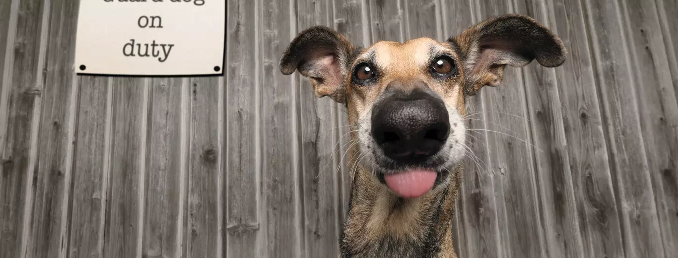 Ovaj prijateljski španjolski hrt protagonist je pobjedničke fotografije natječaja Mars Petcare Comedy Pet Photography Awards 2020.