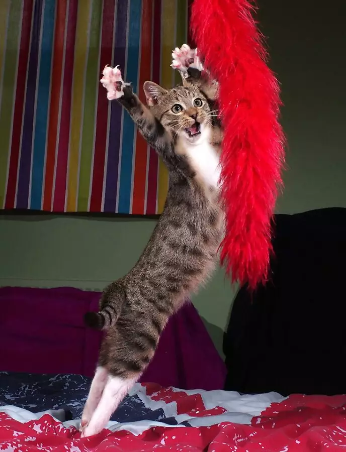 Iain McConnell Das tanzende Kätzchen