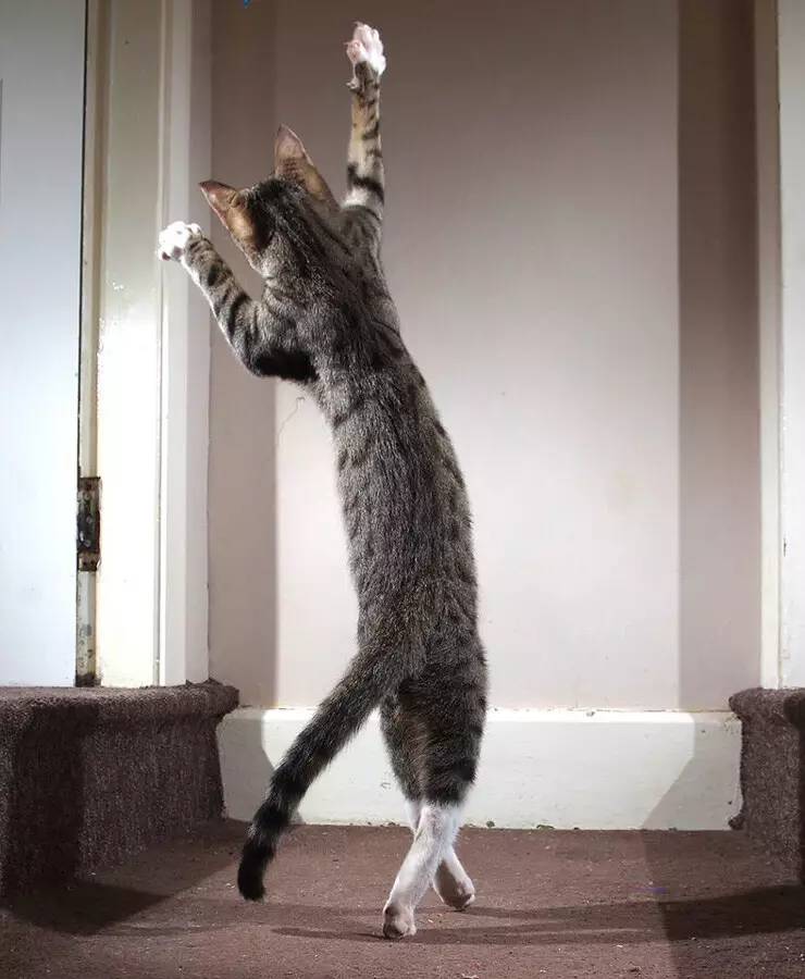 Iain McConnell Tancujúca mačka