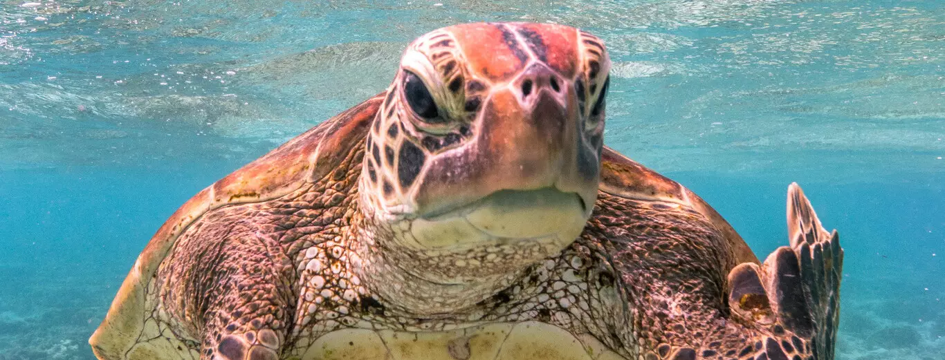 La 'peineta' que una tortuga fa a un fotògraf és la imatge guanyadora del Comedy Wildlife Photography Awards 2020