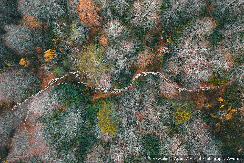 Premios de fotografía aérea Forest Path Mehmet Aslan