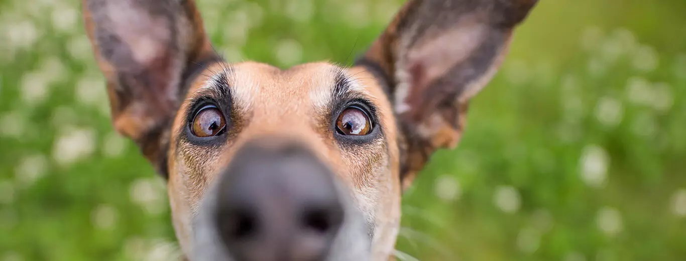 Este greu să nu zâmbești la 2020 Mars Petcare Comedy Pet Photography Awards Finalist Pet Photos