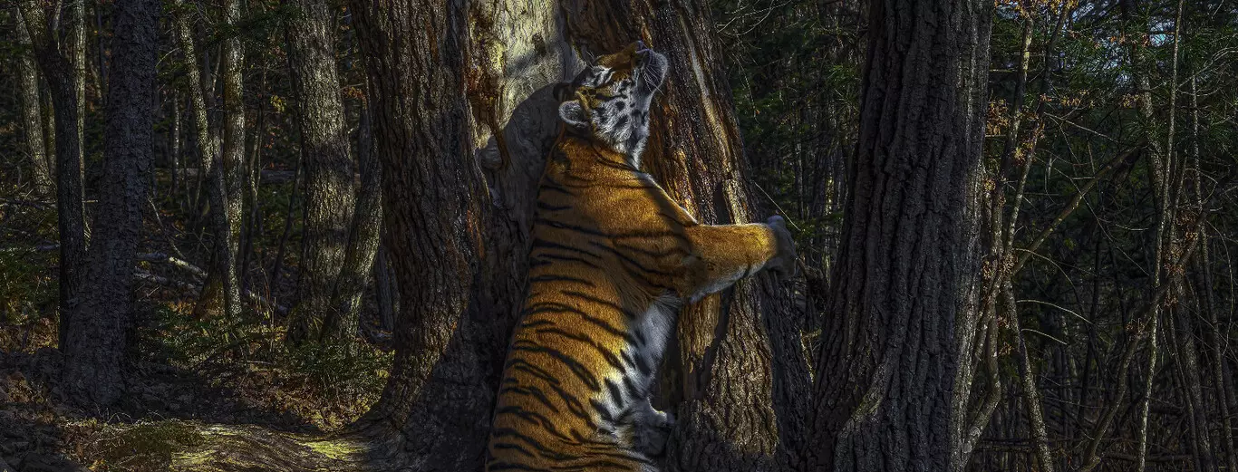 Kuwombera kwapadera kwa nyalugwe waku Siberia atakumbatira mtengo wapambana mpikisano wa 2020 Wildlife Photographer of the Year