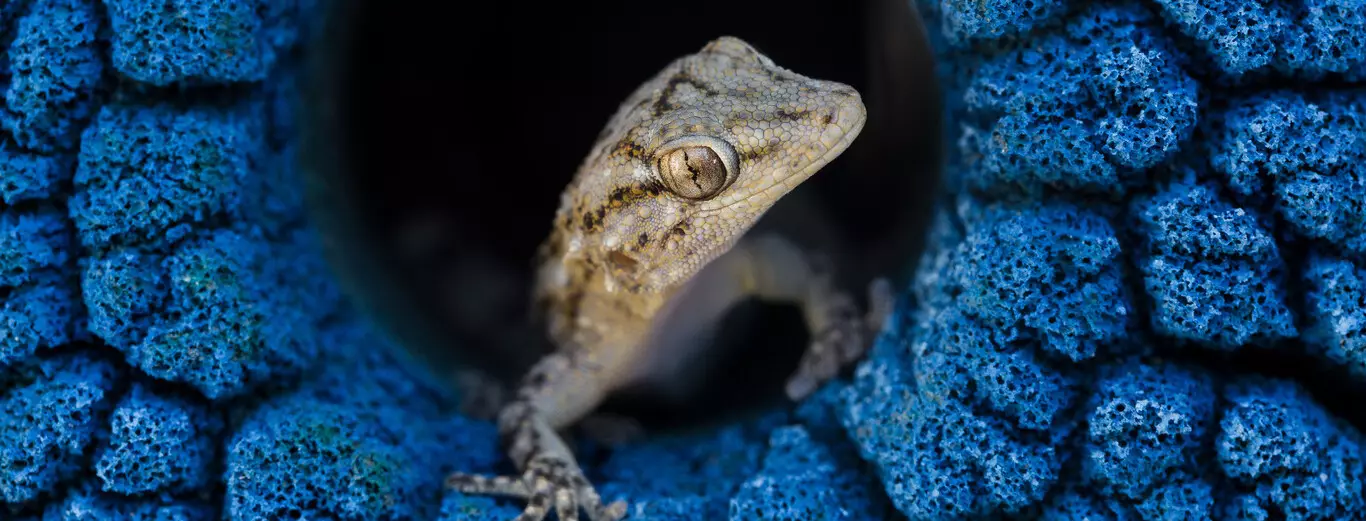 Skrytá krása věcí viděných zblízka na vítězných fotografiích soutěže Close-up fotografie roku 2020