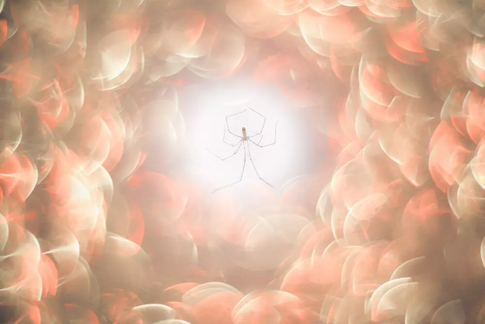 C Jose Pesquero Λουλούδι με δίχτυ αράχνης